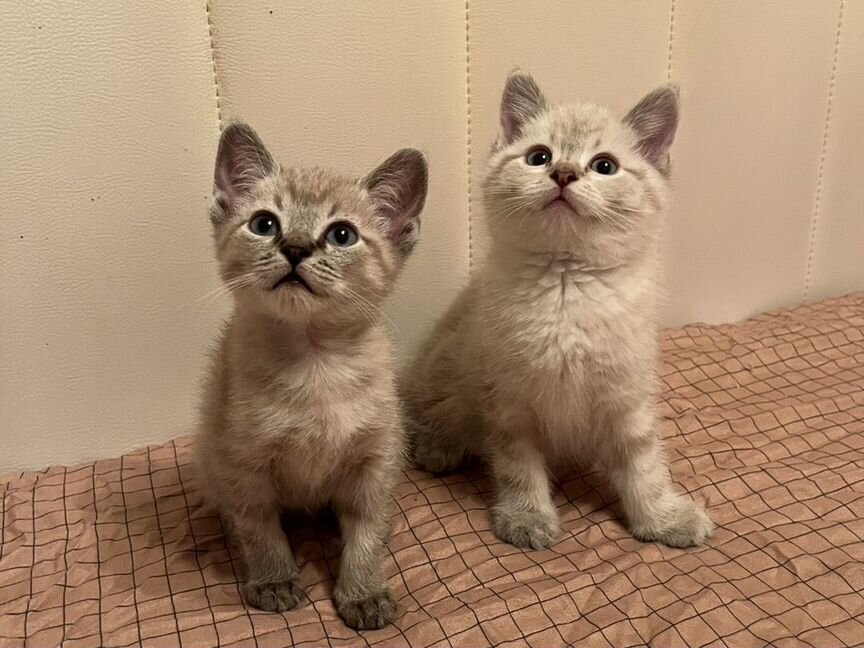 Тайские котята