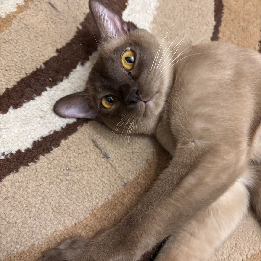 Бурманский кот
