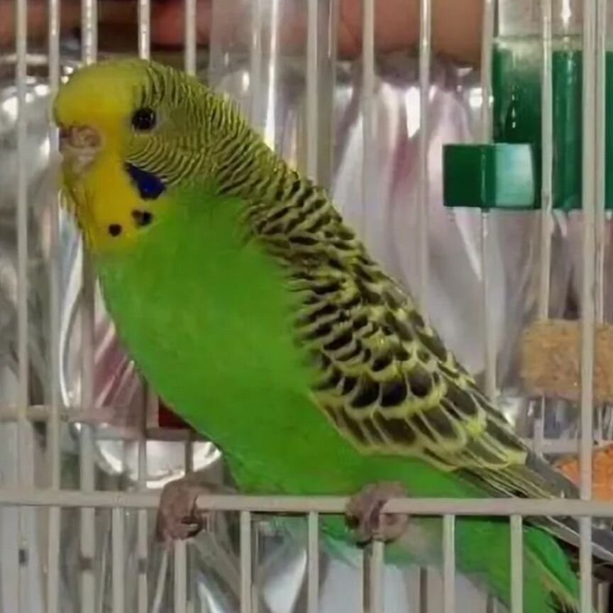 Волнистый попугай с клеткой