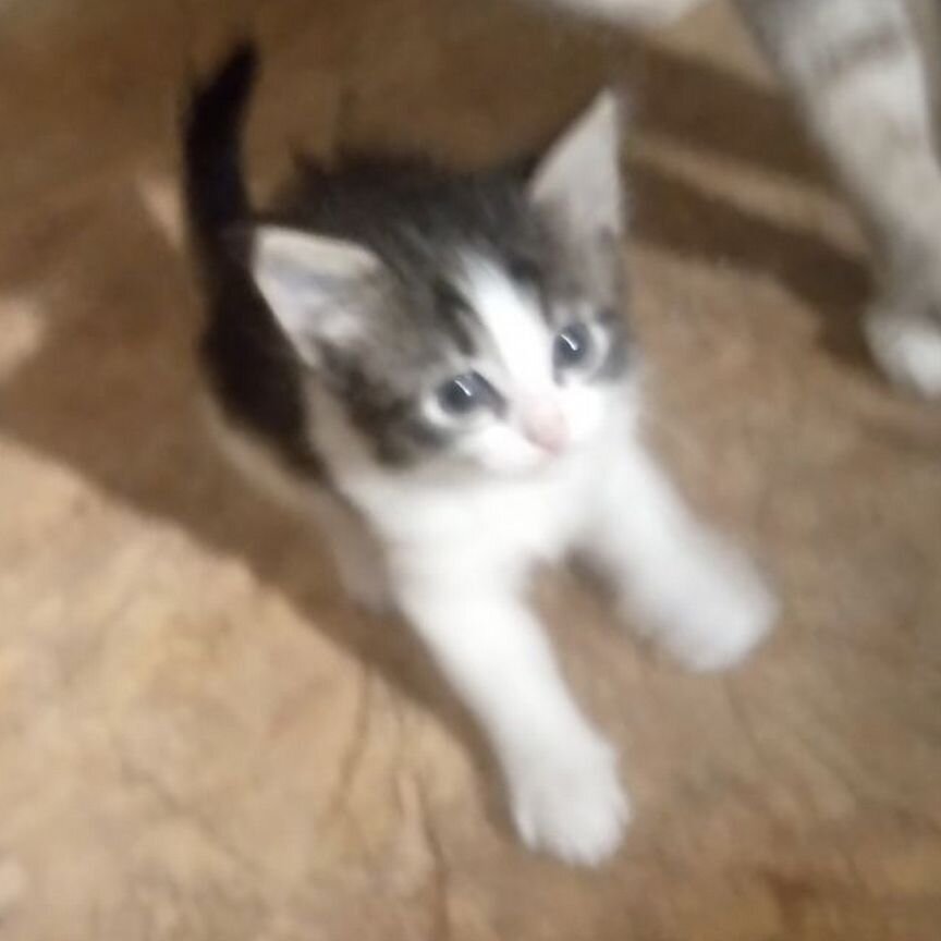 Котята
