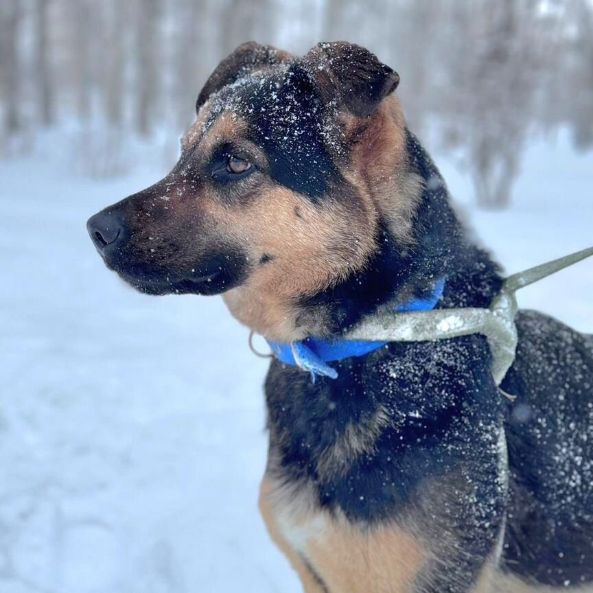 Собака Корица ищет дом