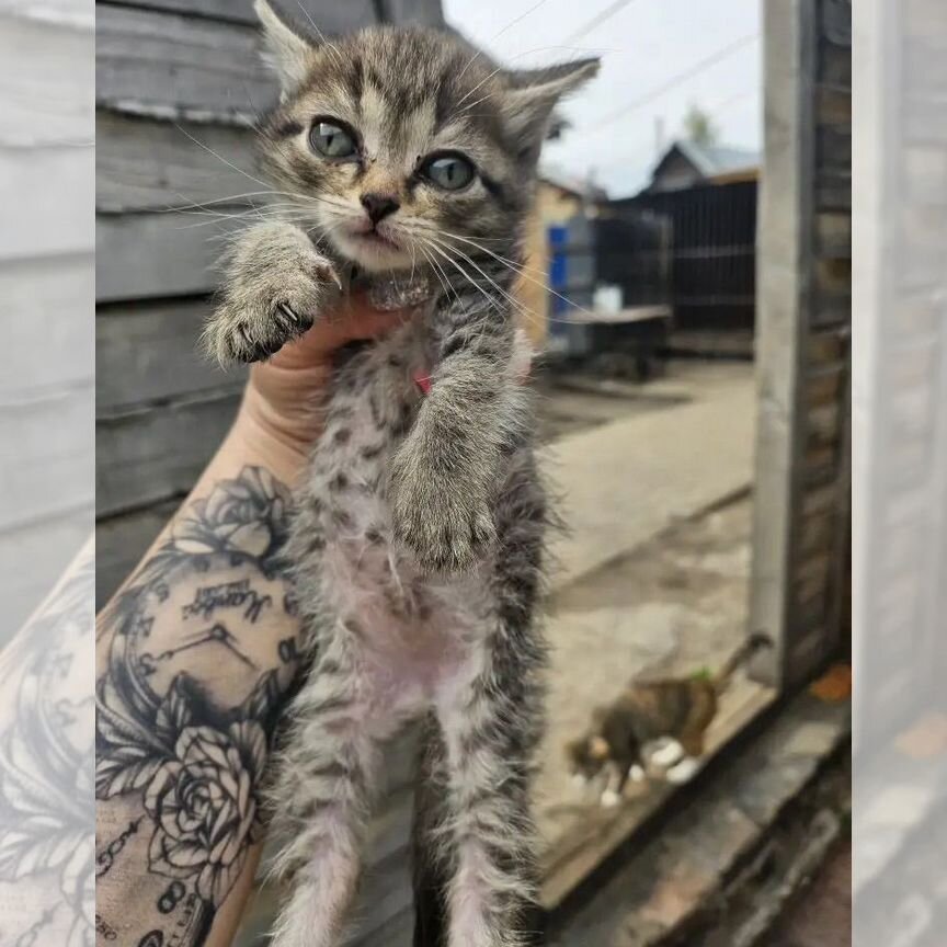 Котёнок в добрые руки