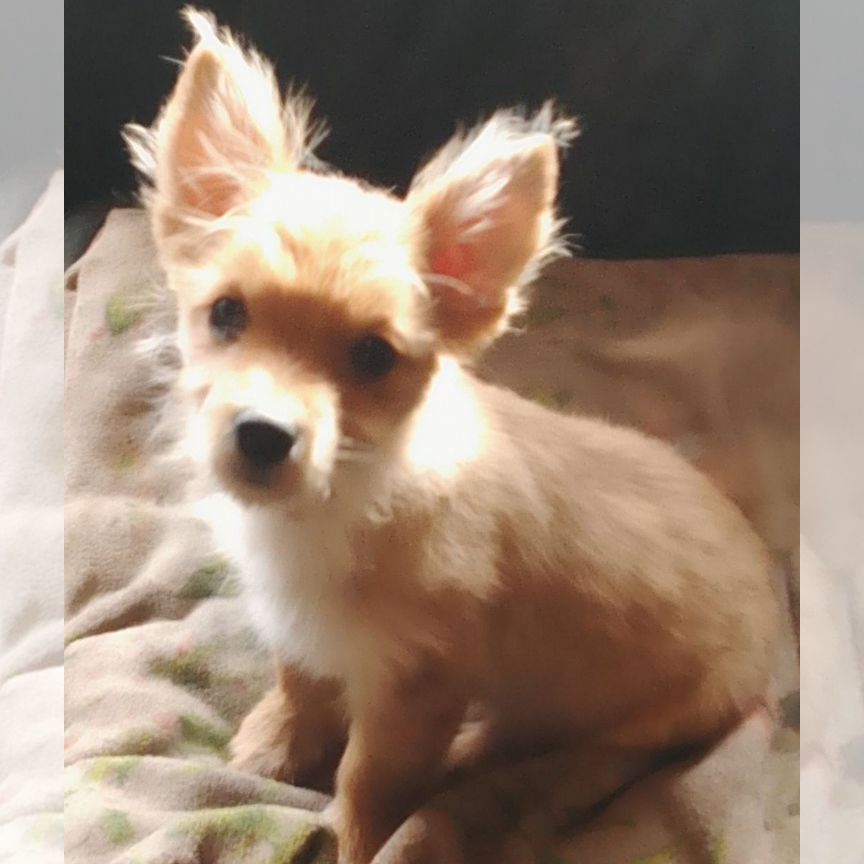 Мальчик Шорк