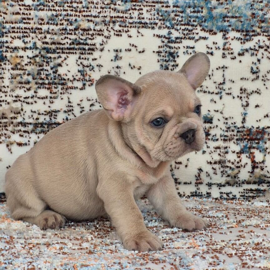 Зефирка лиловый фавн