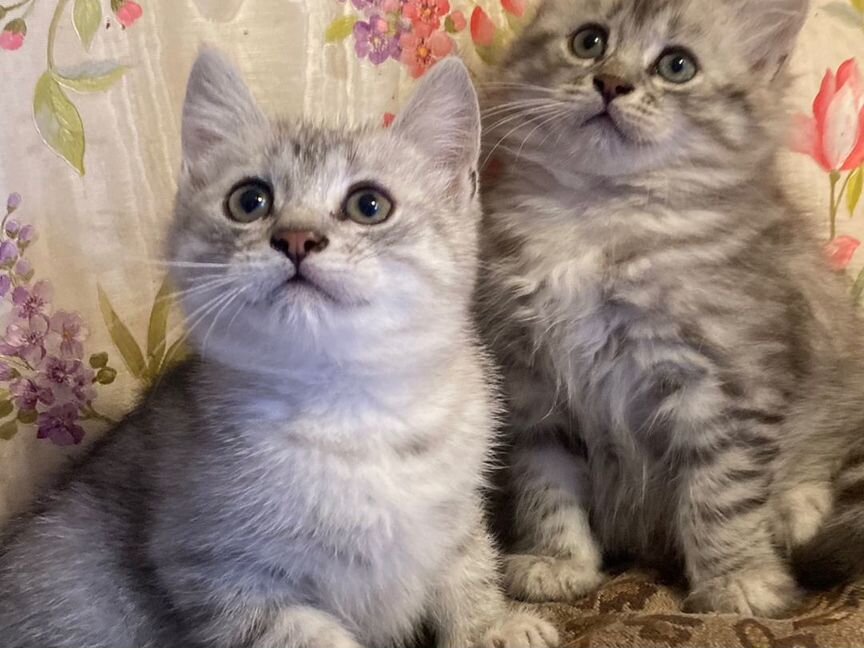 Котята британские окрас шиншилла