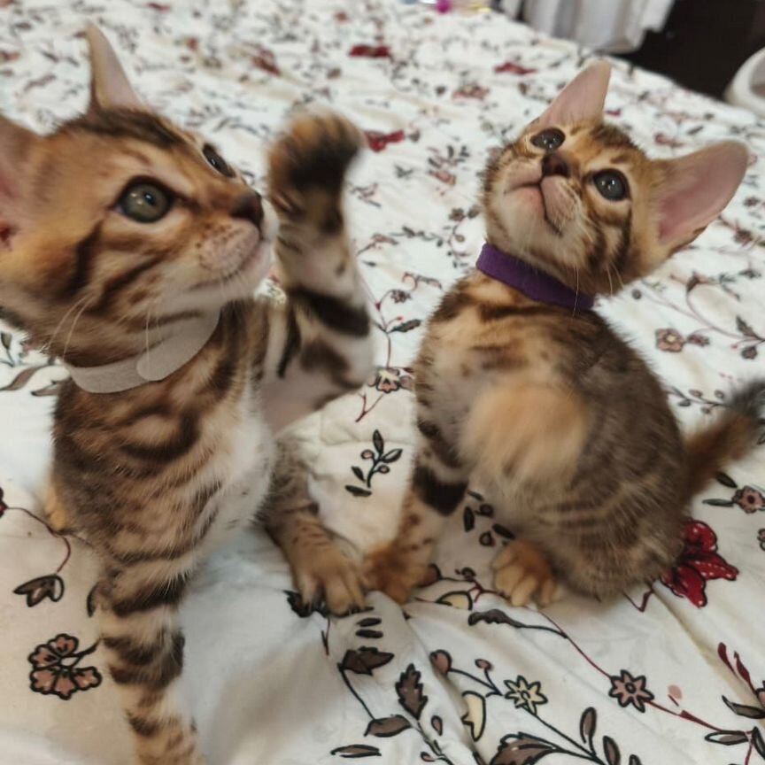 Бенгальские котята
