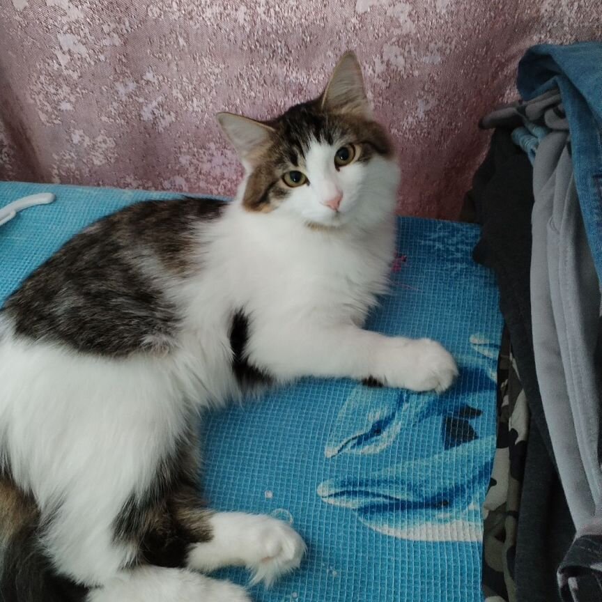 Отдам в добрые руки кошечку