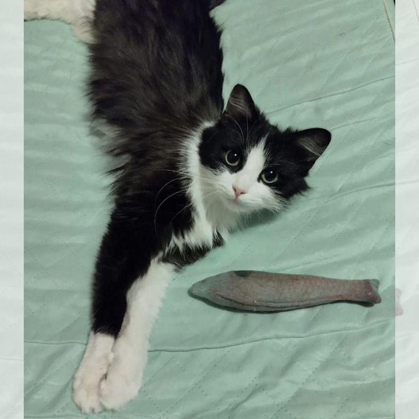 Кошка