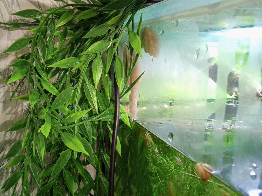 Икра улиток ампулярий