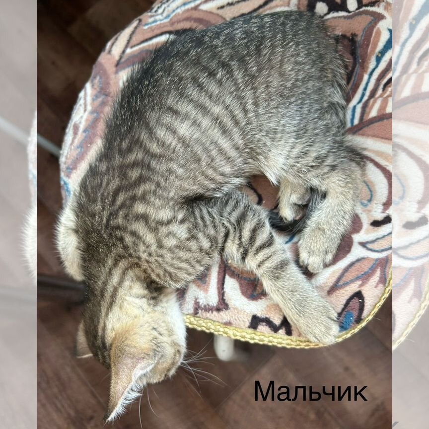 Сибирские котята бесплатно