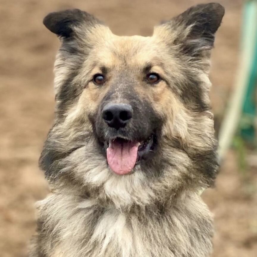 Взрослый пёс в добрые руки