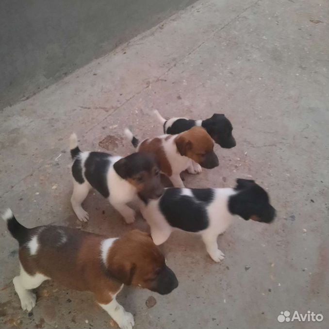 Кутята фокстерьера