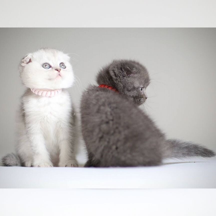 Шотландские котята вислоухие шиншилла
