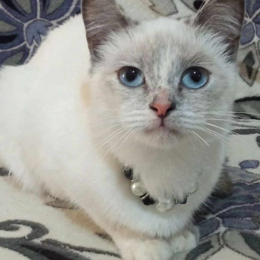 Кошка Шакира