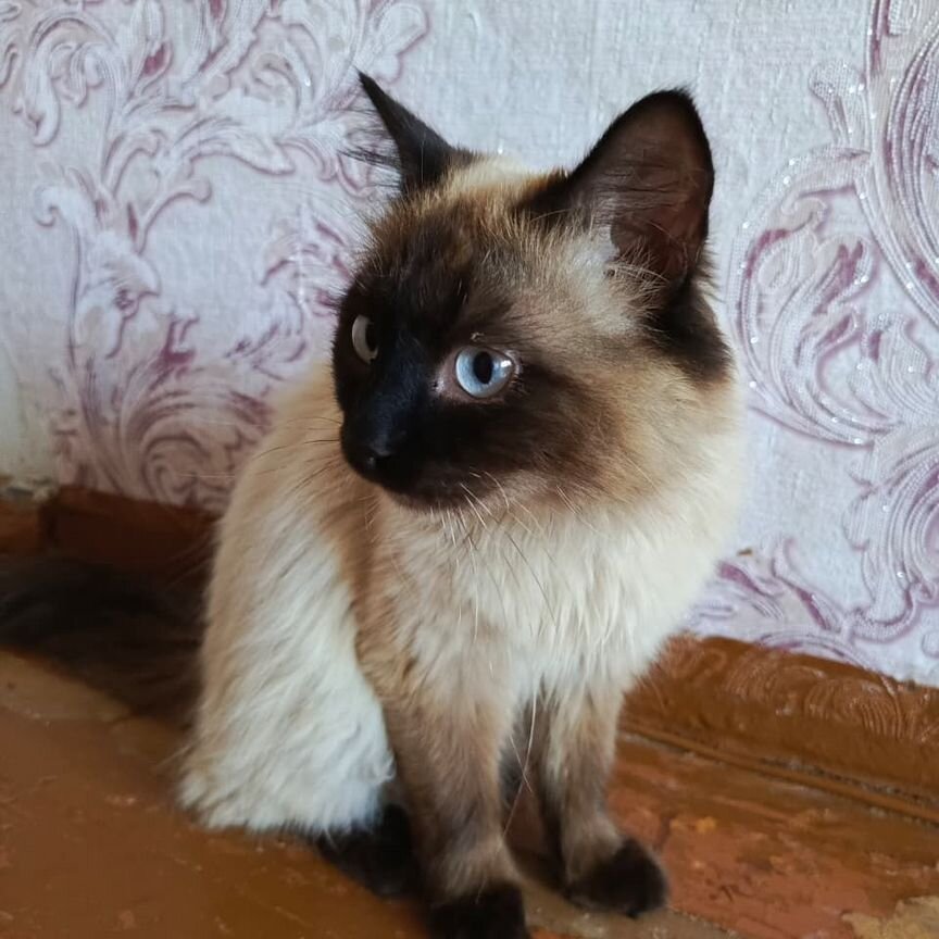 Котик
