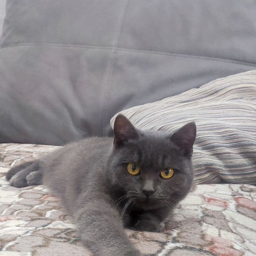 Найдена кошка