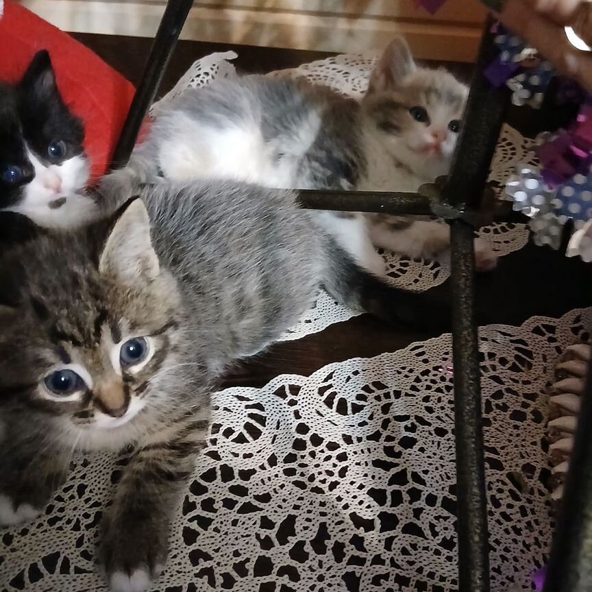 Котята в добрые руки