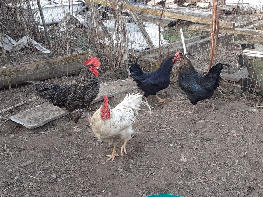 Молодые петухи