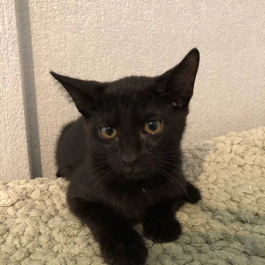 Котенок Барон