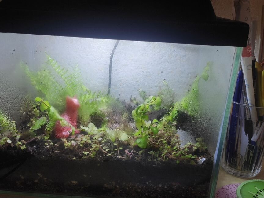 Аквариум/флорариум