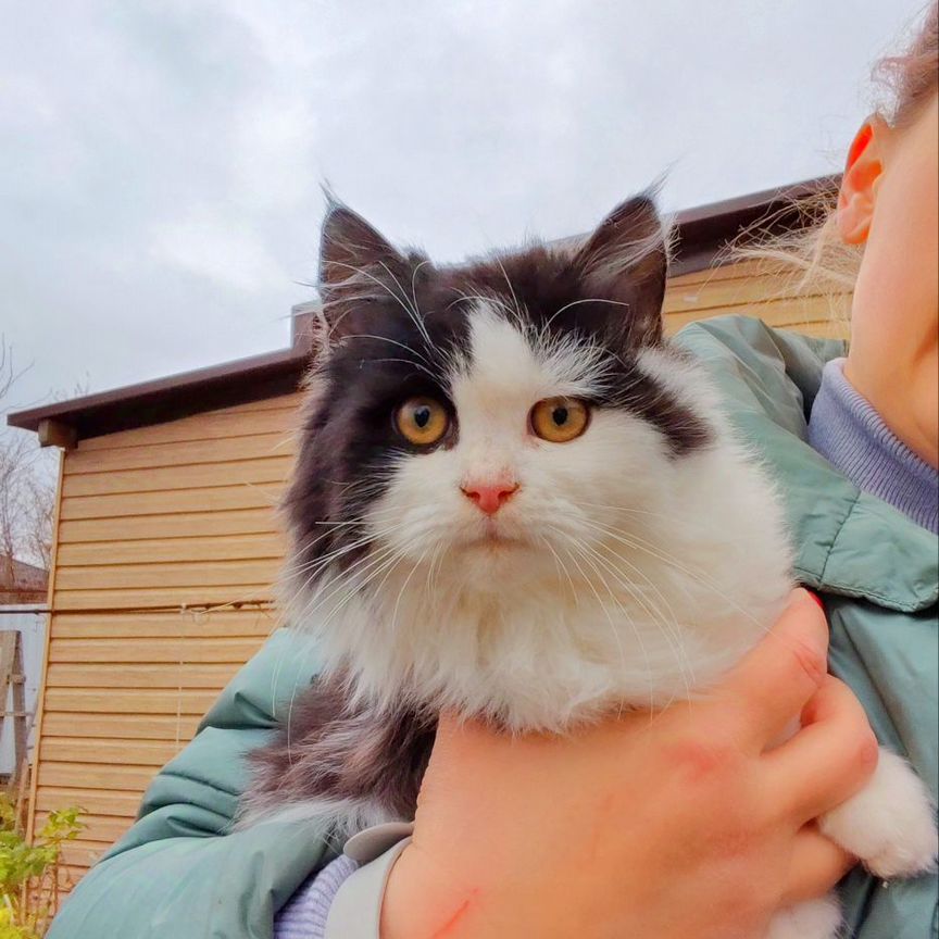 Котенок в добрые руки
