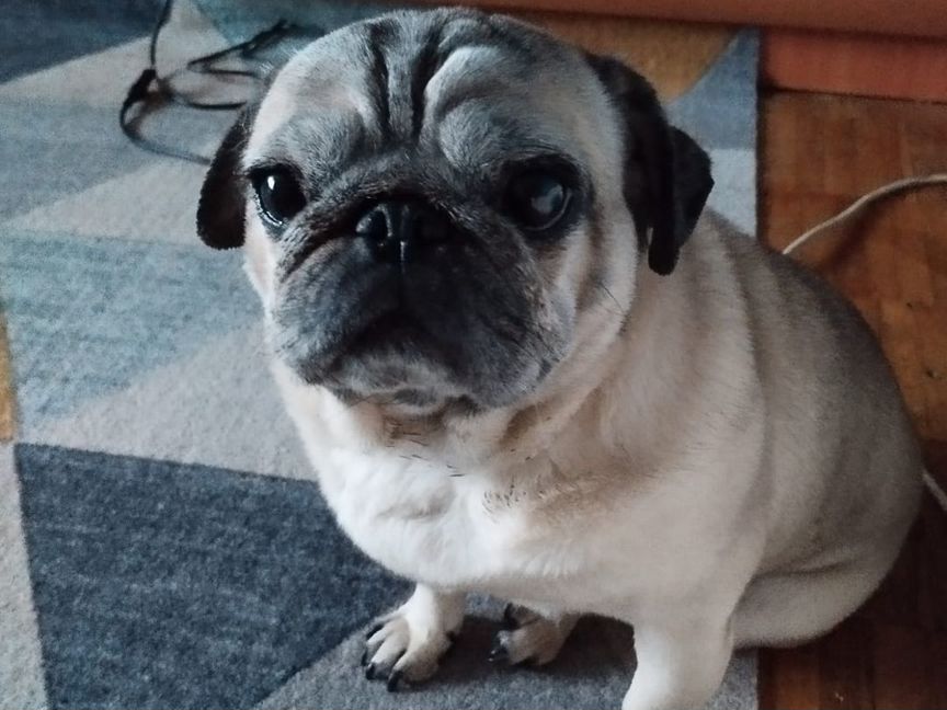 Отдам мопса в хорошие руки