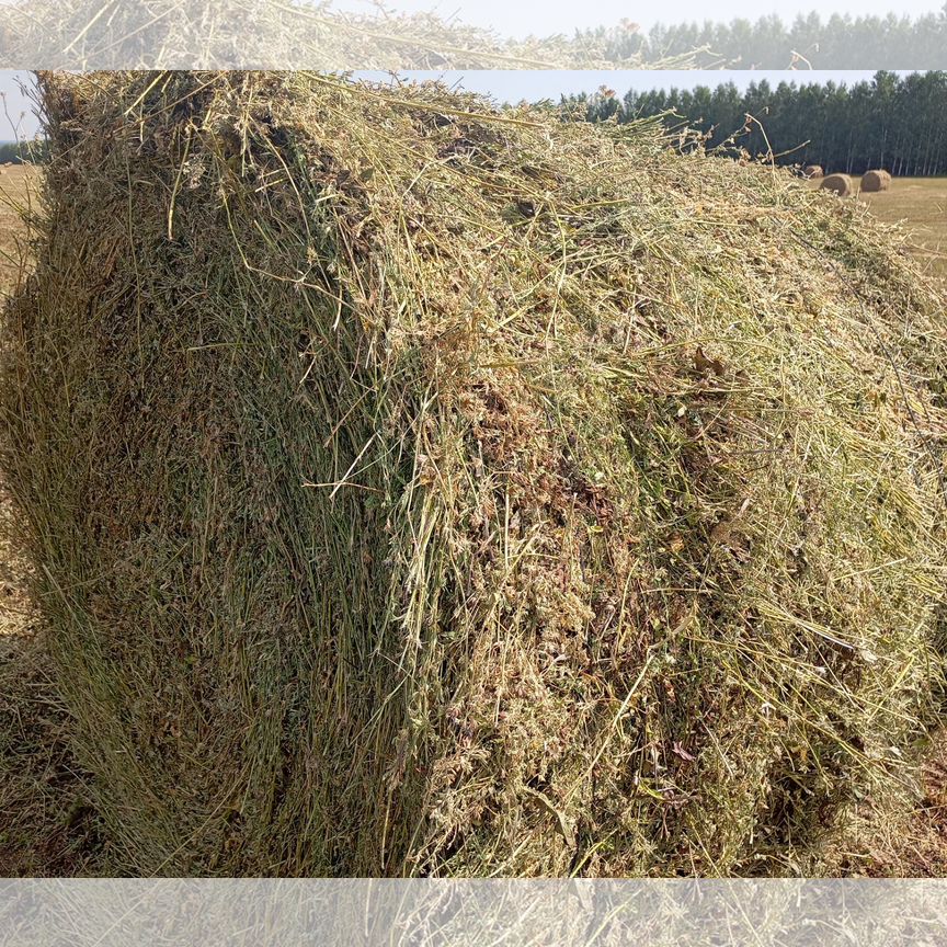 Сено люцерны в рулонах