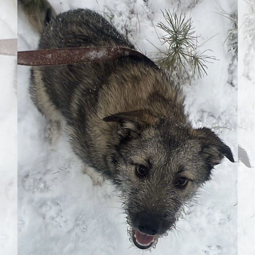 Филя ищет дом