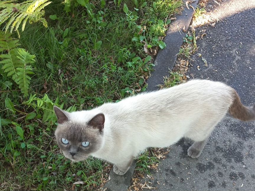 Кошечка ищет добрых хозяев