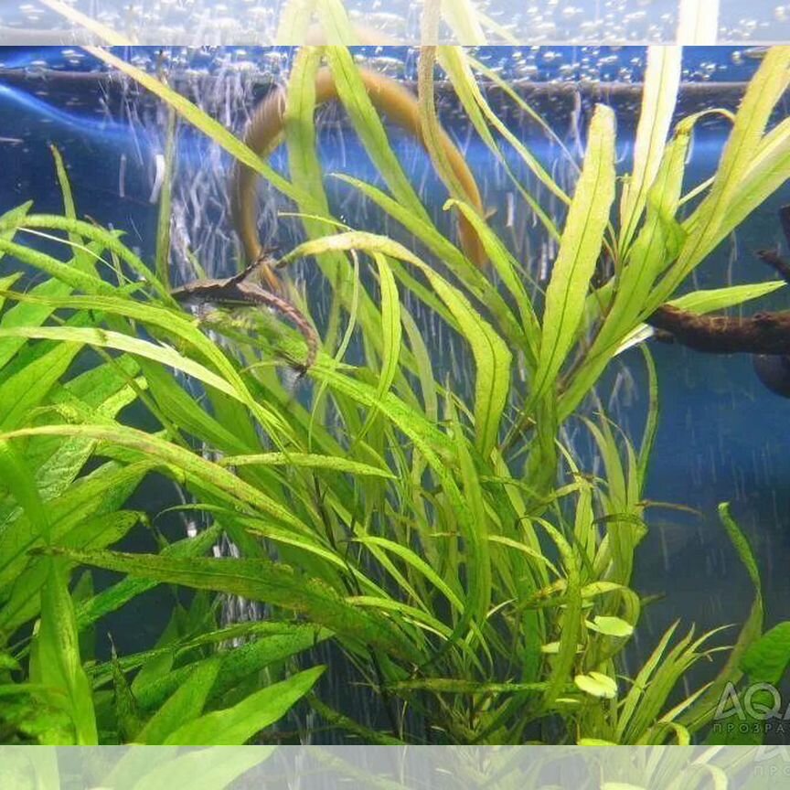 Растения для аквариума