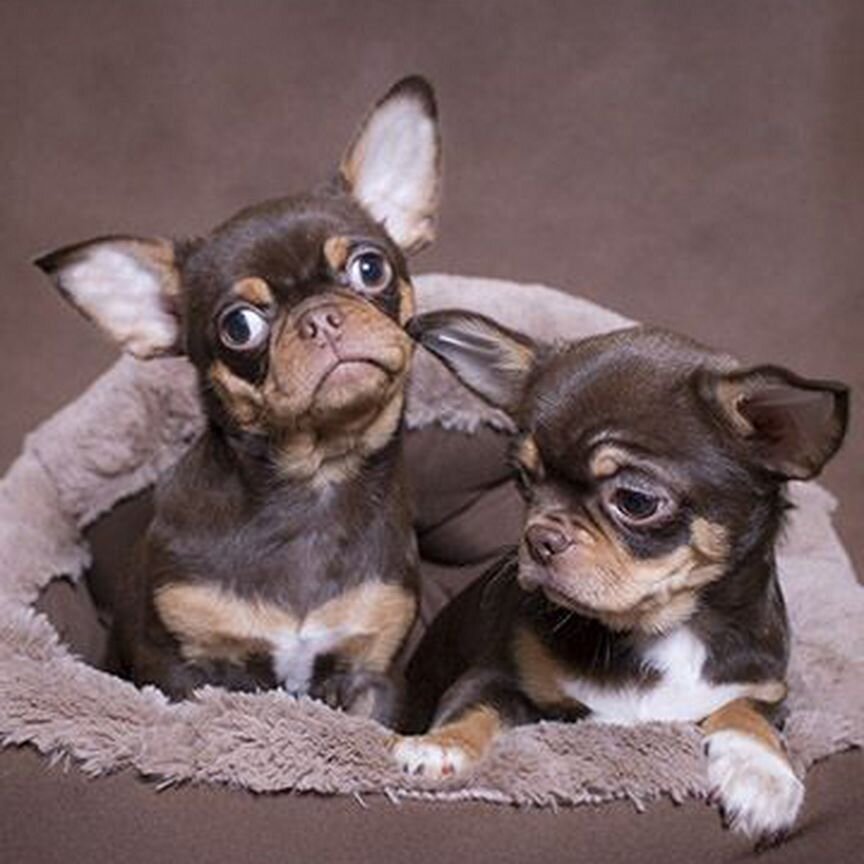 Чихуахуа, щенок