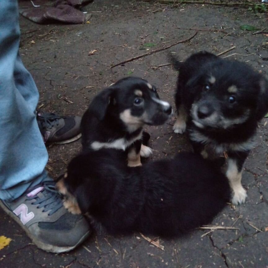Щенки