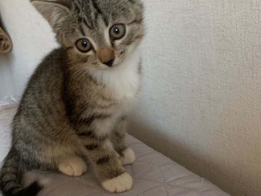 Котенок Леечка 2 месяца (девочка)