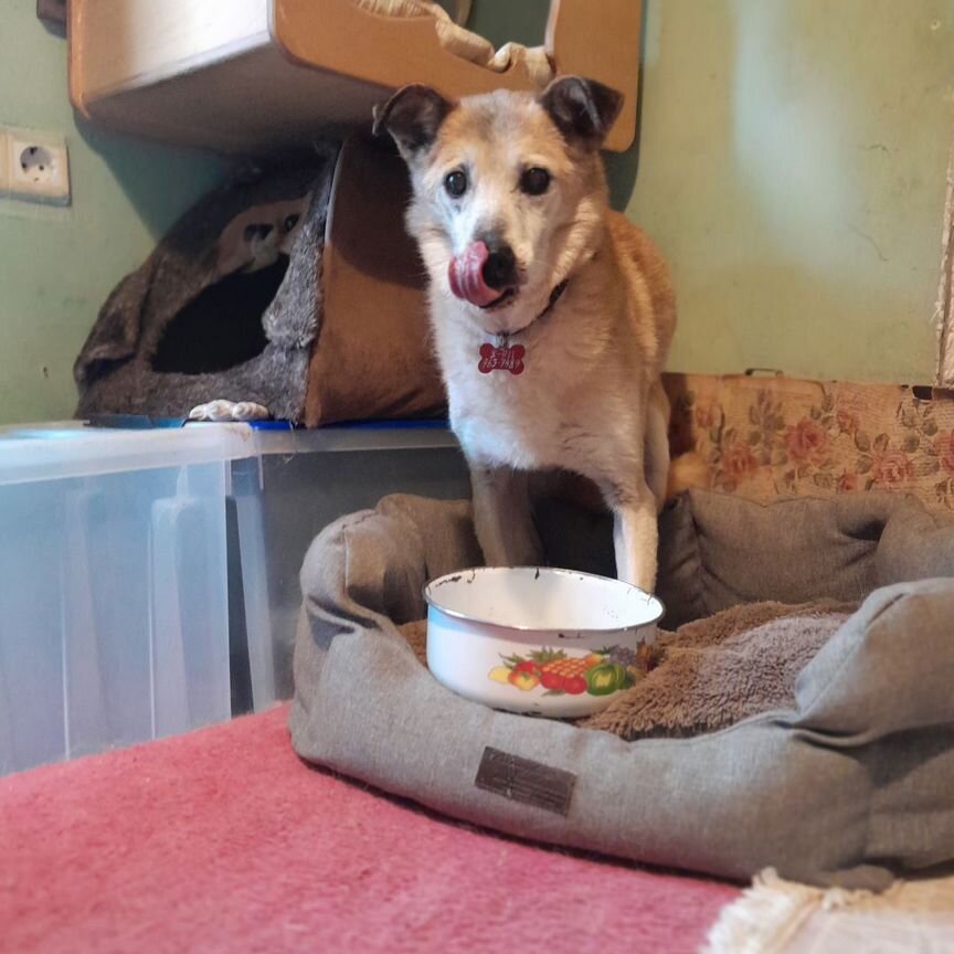 Собака в добрые руки