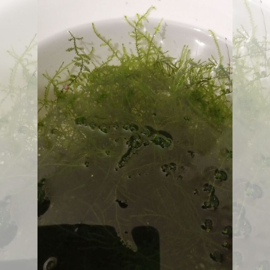 Мох аквариумный