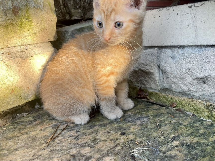 Котенок девочка (3мес.)
