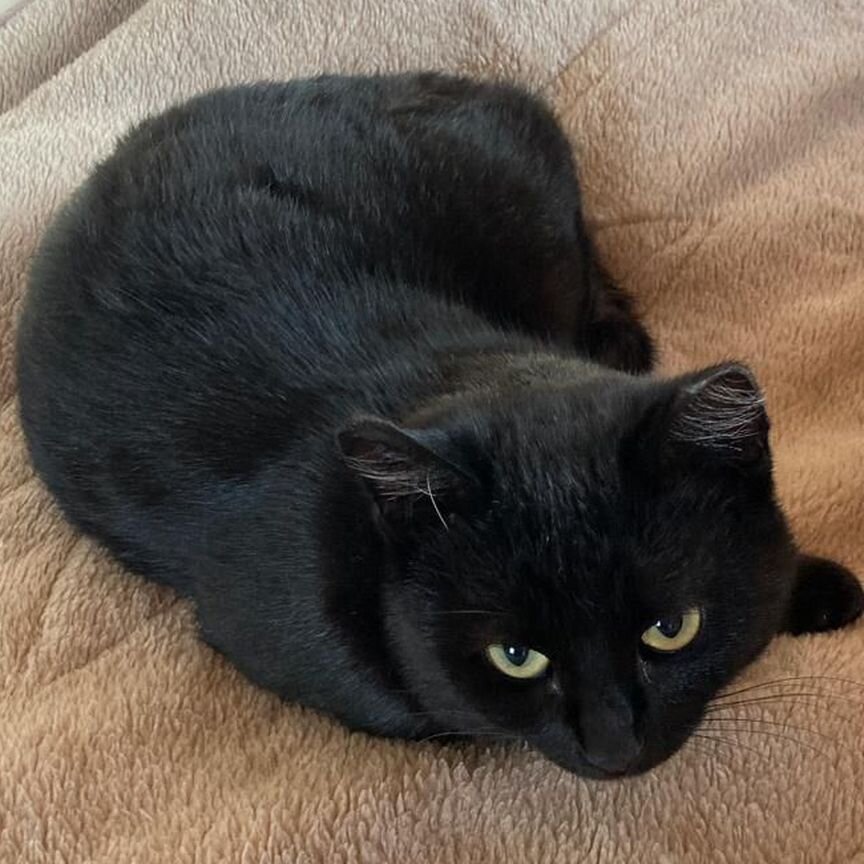 Кошка