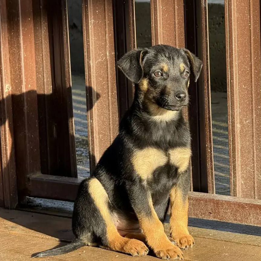 Щенок в добрые руки