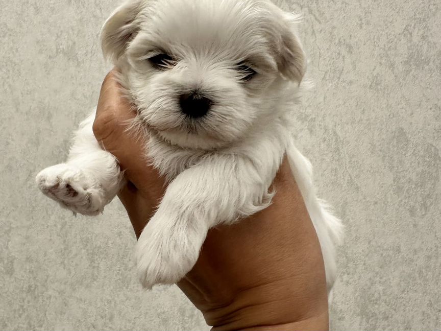 Щенки мальтезе, от родителей чемпионов РФ, РКФ