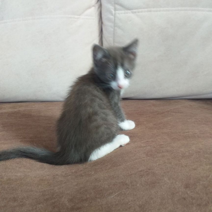 Котята в добрые руки, бесплатно