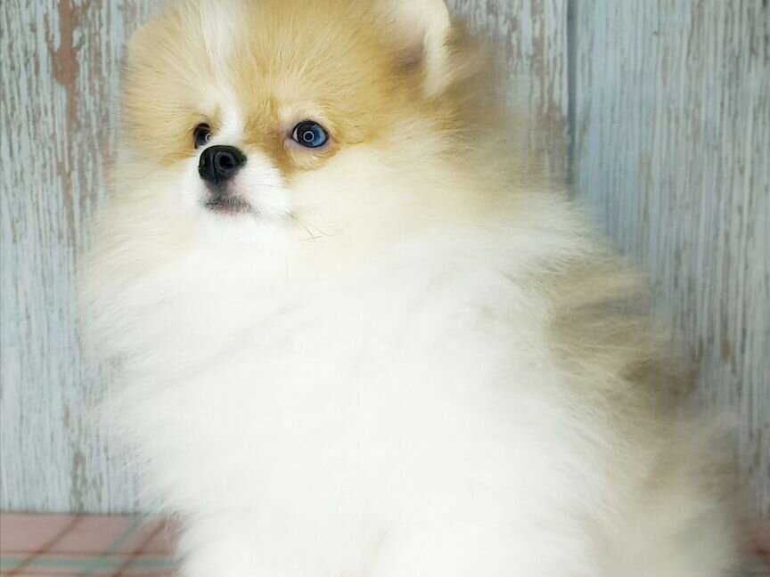 Померанские и малые шпицы. Щенки