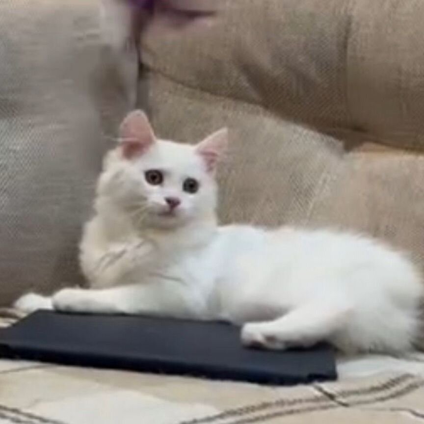 3-месячный котенок бесплатно