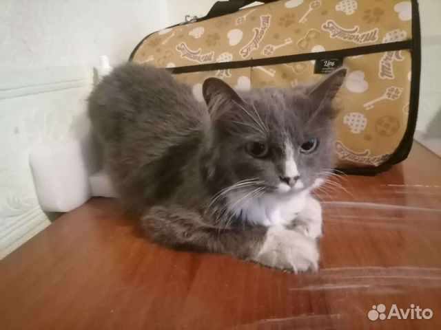 Котенок девочка 7 месяцев пушистая стерилизована