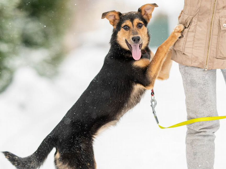 Щенок в добрые руки