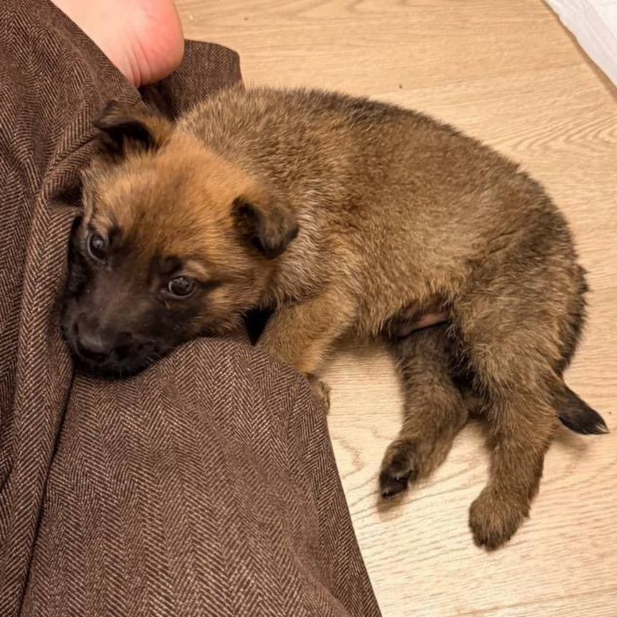 Щенок в добрые руки