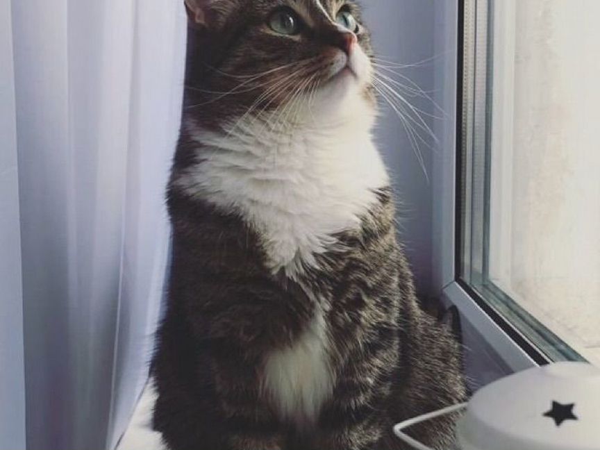 Кот Гектор в добрые руки