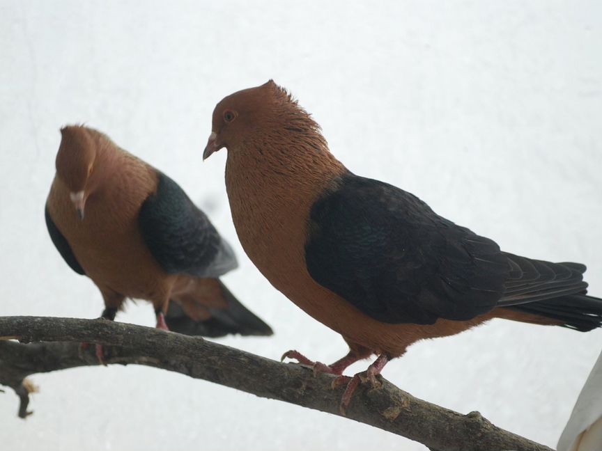 Голуби редкие архангелький снегирь понятые