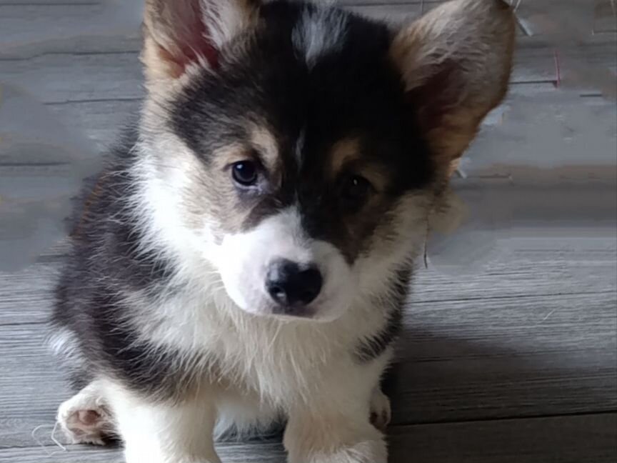 Щенки Вельш корги пемброк