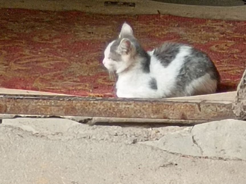 Кошка
