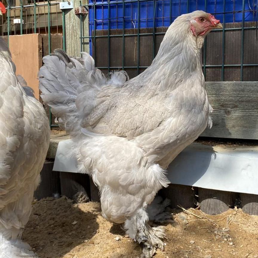 Куры брама изабелла